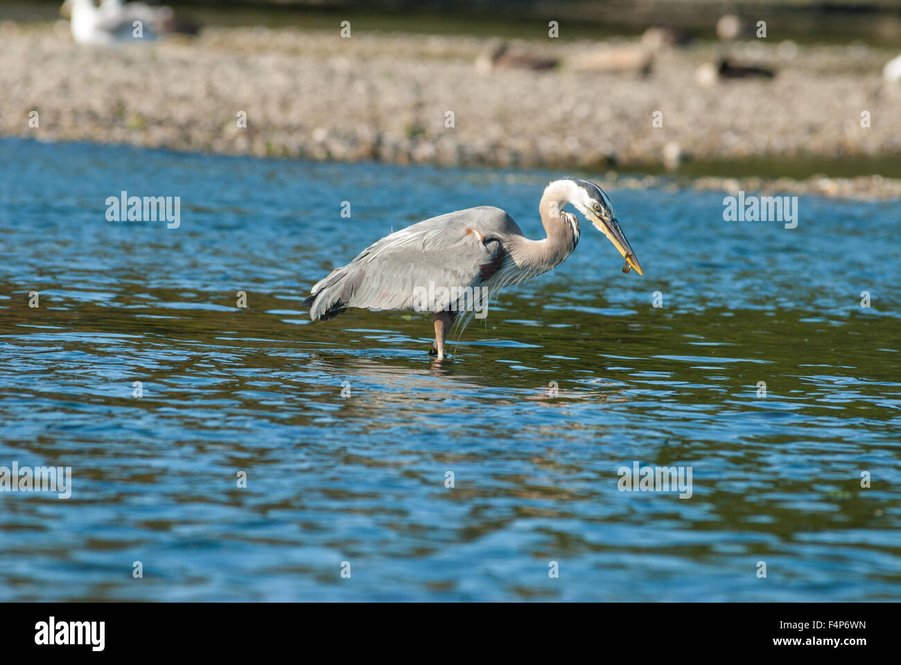 Victoria british columbia fishing hi-res stock photography and images ...