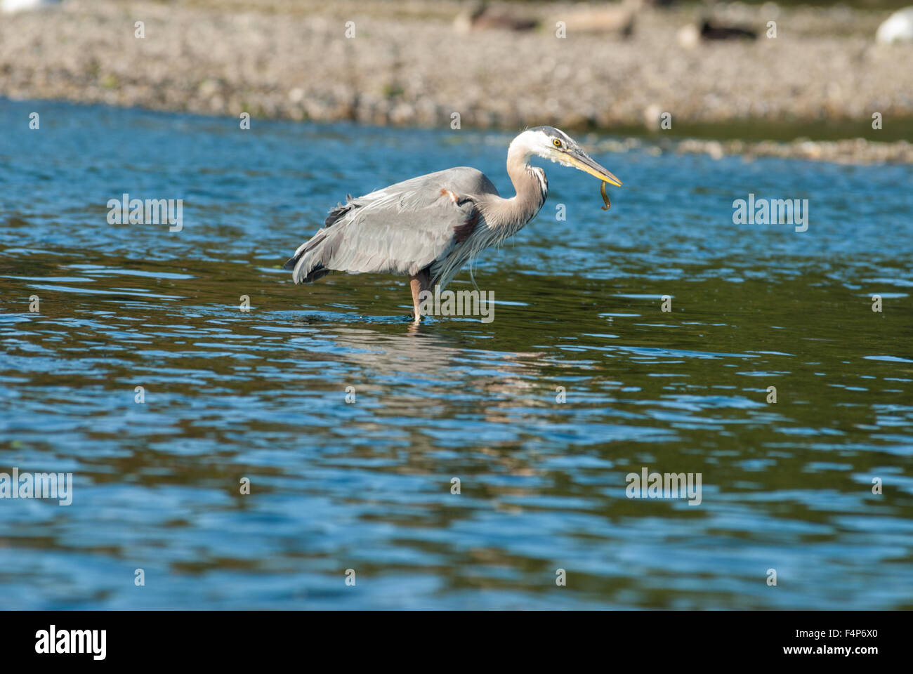 Great blue heron, Ardea herodias, with a small fish wriggling in his ...