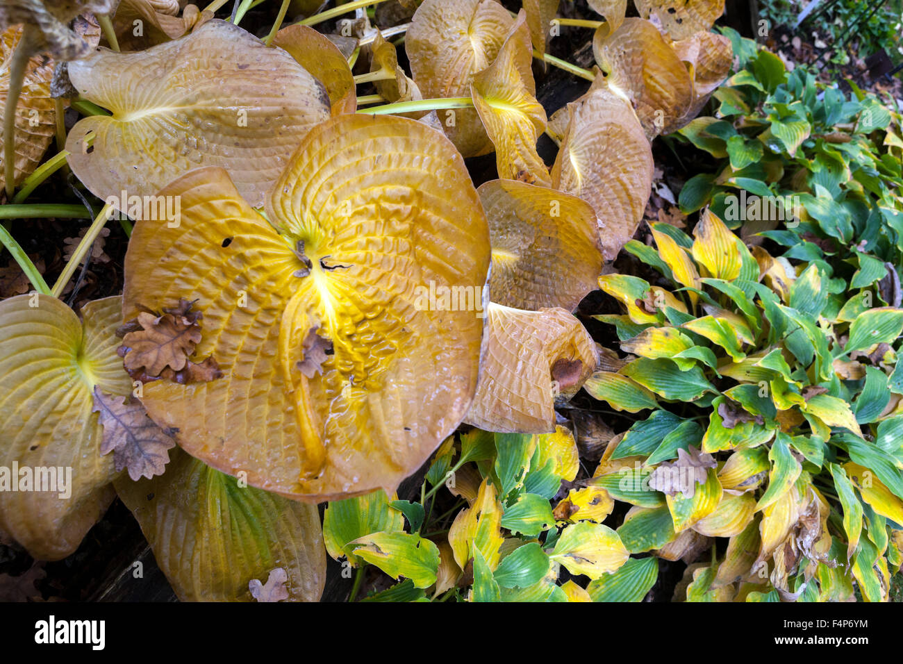 Hosta plant leaves - autumn colors Stock Photo - Alamy