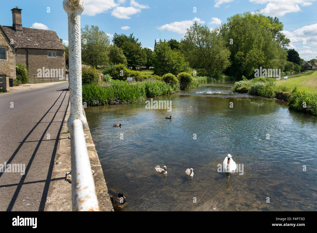A swan with it's signet and some ducks in the River Coln in Fairford ...