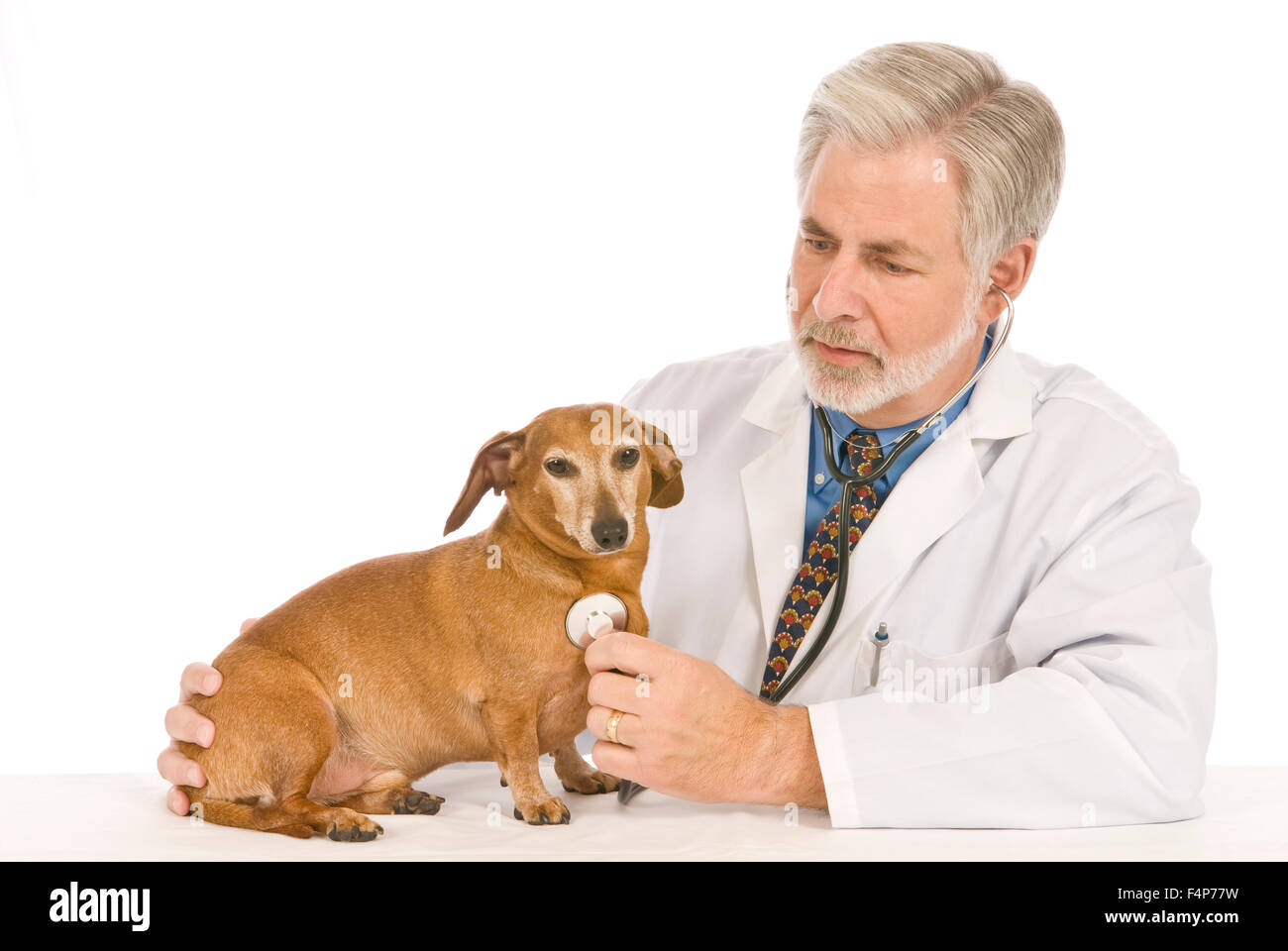 A male vet examines his mini dachshund patient Stock Photo - Alamy