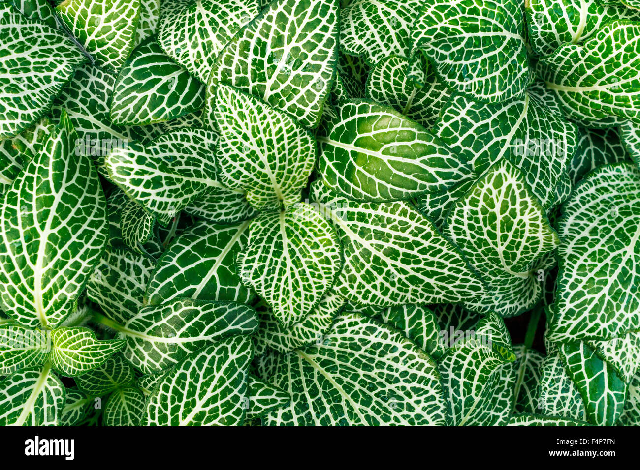 Closeup of green and white fittonia (nerve plant or mosaic plant ...