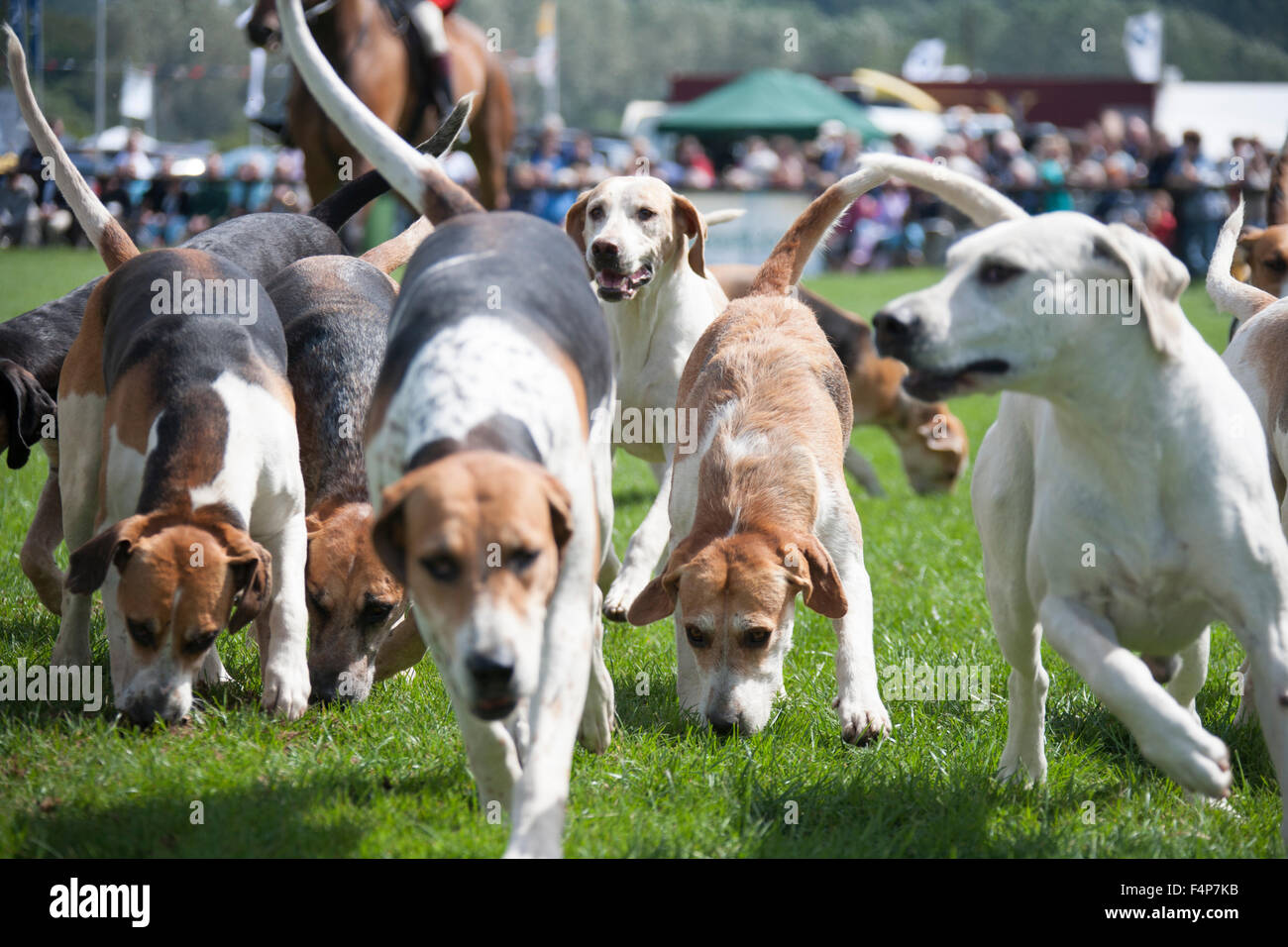 Hound hunts hi-res stock photography and images - Alamy
