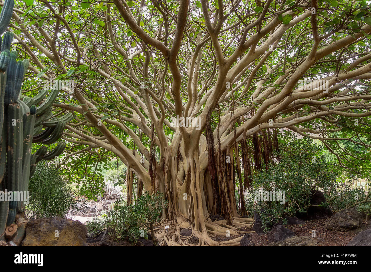Cactus root hi-res stock photography and images - Alamy