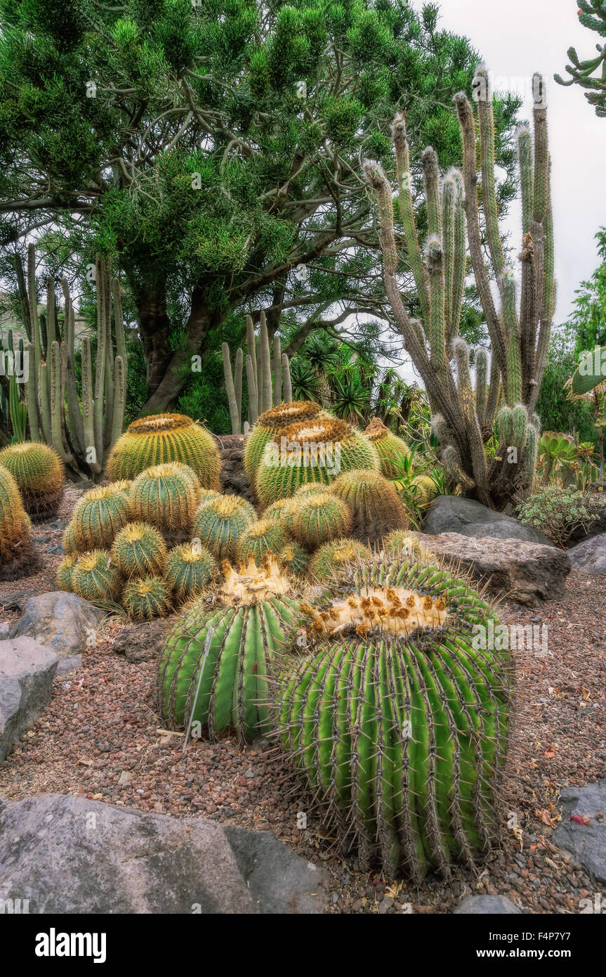 Green cactus thorn sphere hi-res stock photography and images - Alamy