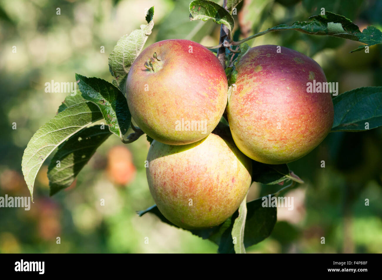 Apples of the type Tydeman's Late Orange growing on a tree Stock Photo ...