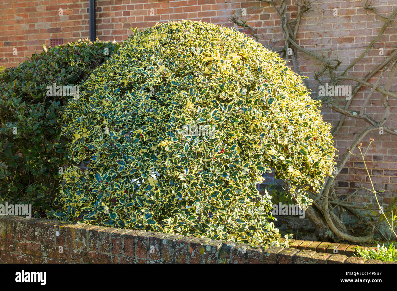 Variegated Holly Bush