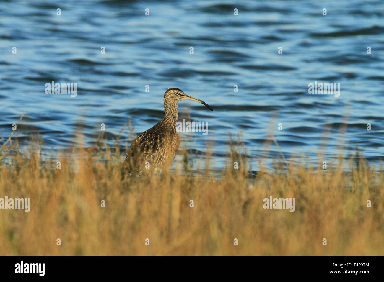 Whimbrel (Numenius phaeopus Stock Photo - Alamy