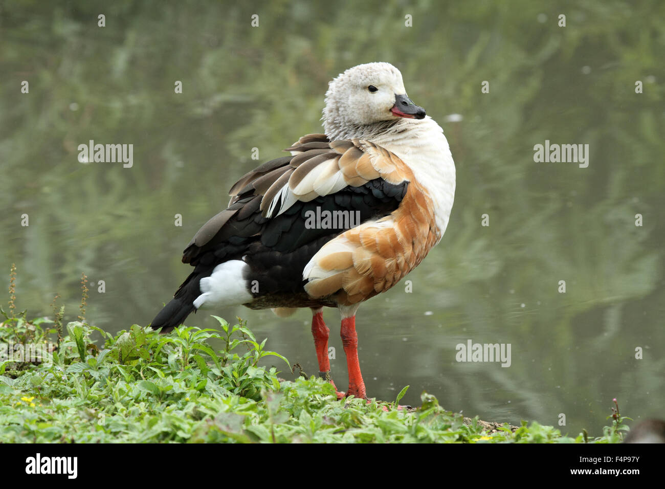 Orinoco goose hi-res stock photography and images - Alamy