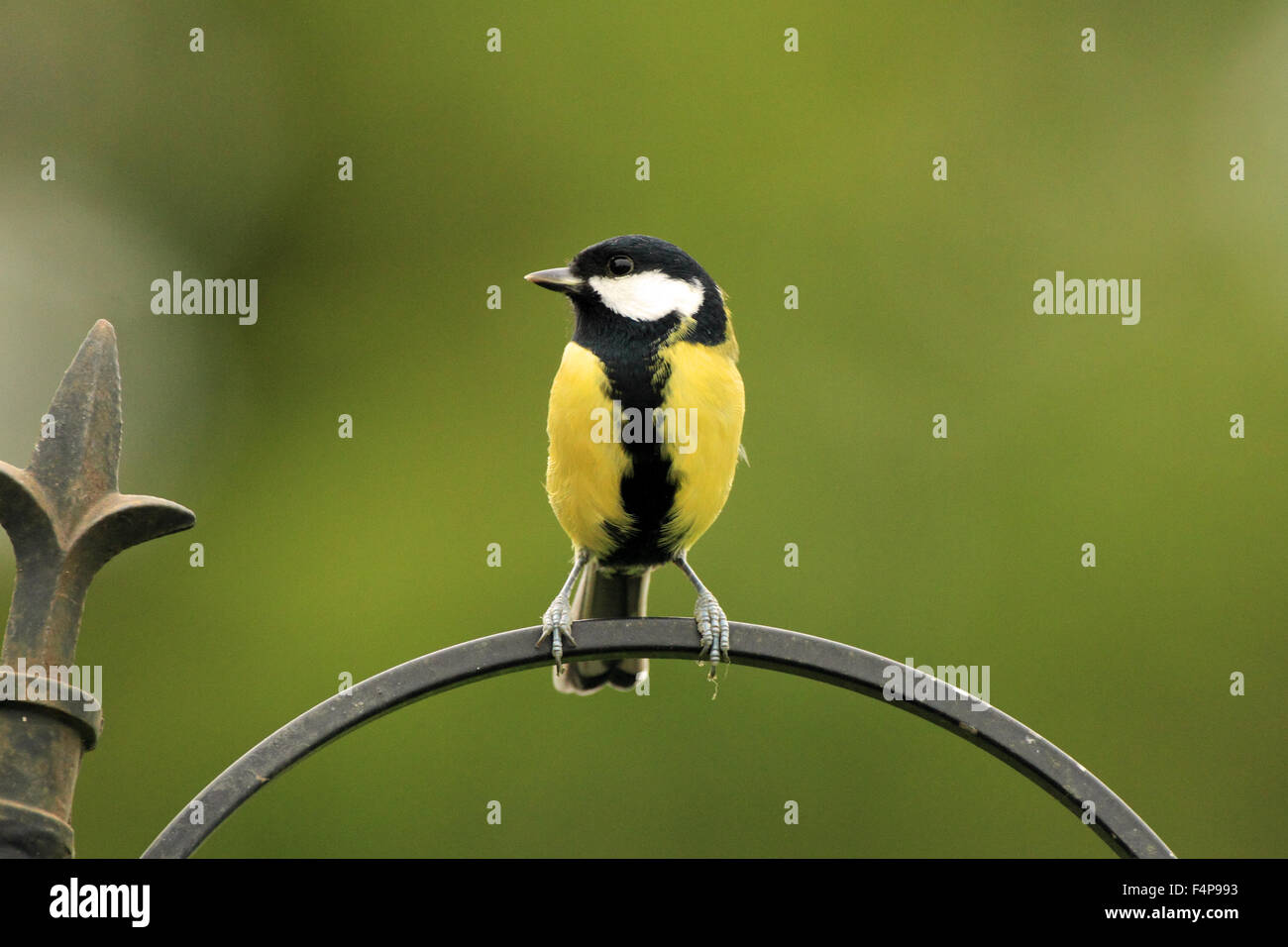 Great Tit (Parus major) - perched Stock Photo - Alamy