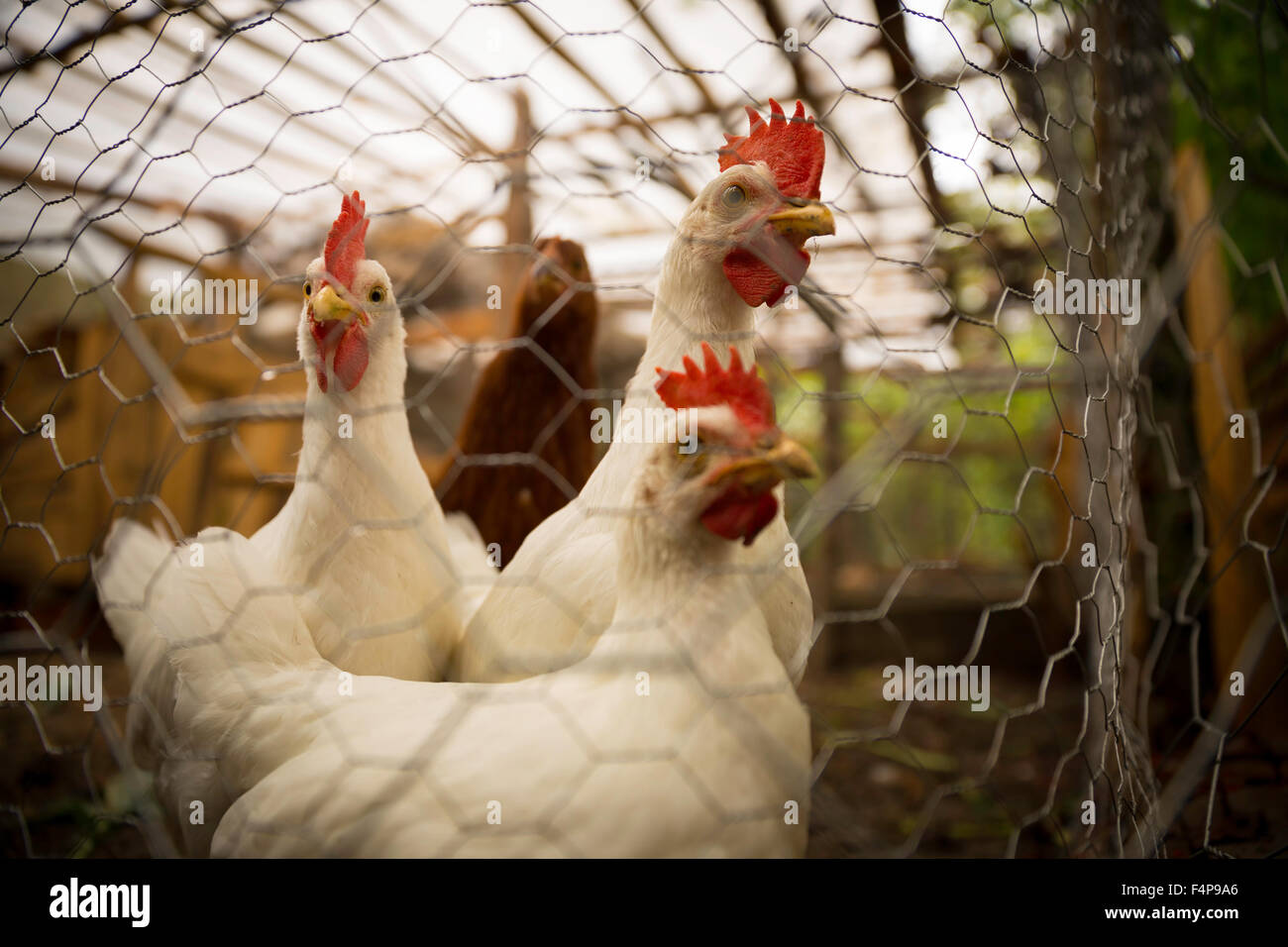 Three white chickens looking around in poultry Stock Photo - Alamy