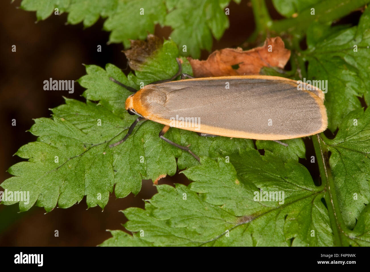 Common footman, Flechtenbär, Grauleibiger Gelbsaumflechtenbär ...