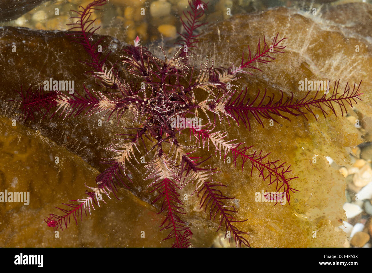 Phylum Echinodermata Antedon