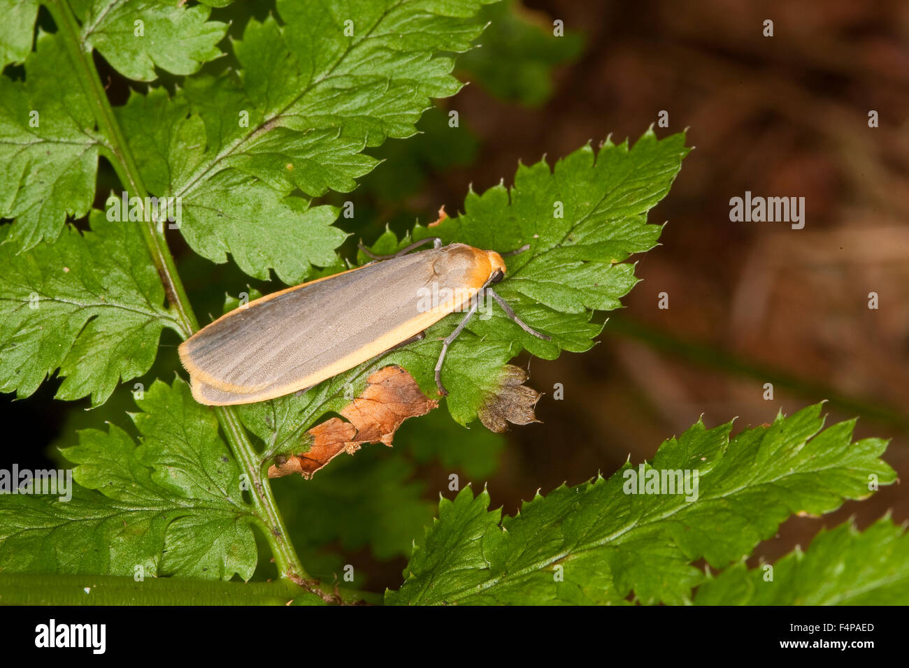 Common footman, Flechtenbär, Grauleibiger Gelbsaumflechtenbär ...