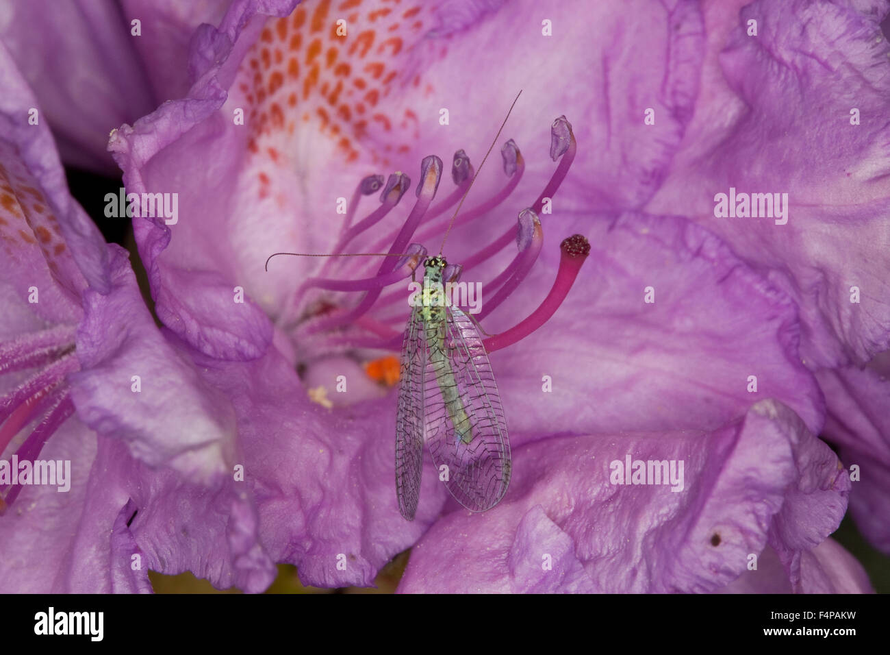 Pearly green lacewing, Perlige Florfliege, Goldauge, Grünes Perlenauge ...