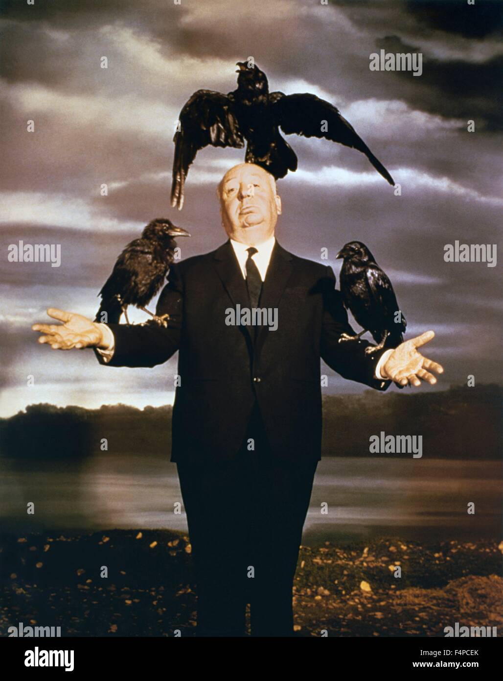 Alfred Hitchcock / The Birds 1963 directed by Alfred Hitchcock Stock ...
