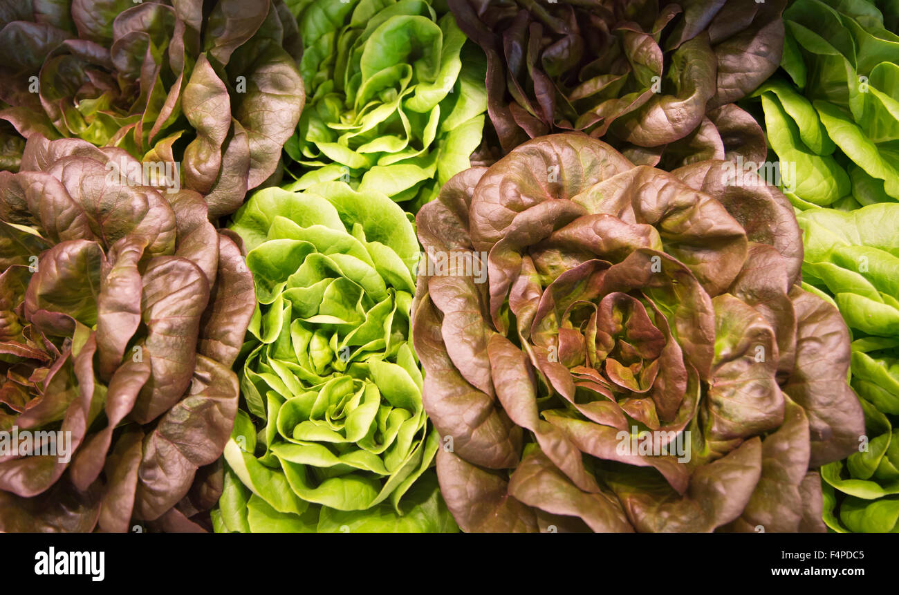 Different colored lettuces in a produce market Stock Photo - Alamy