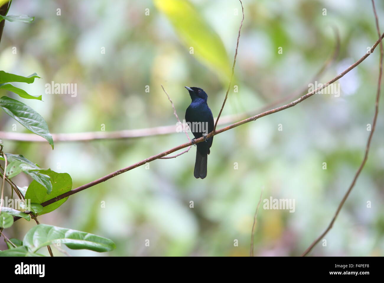 Shining flycatcher hi-res stock photography and images - Alamy
