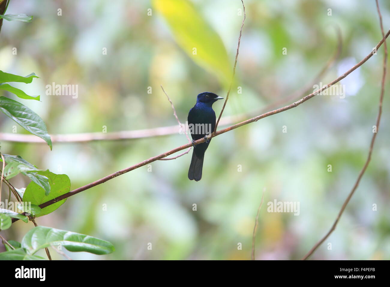 Shining flycatcher (Myiagra alecto) in Papua New Guinea Stock Photo - Alamy