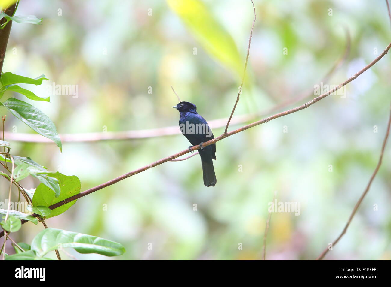 Shining flycatcher hi-res stock photography and images - Alamy