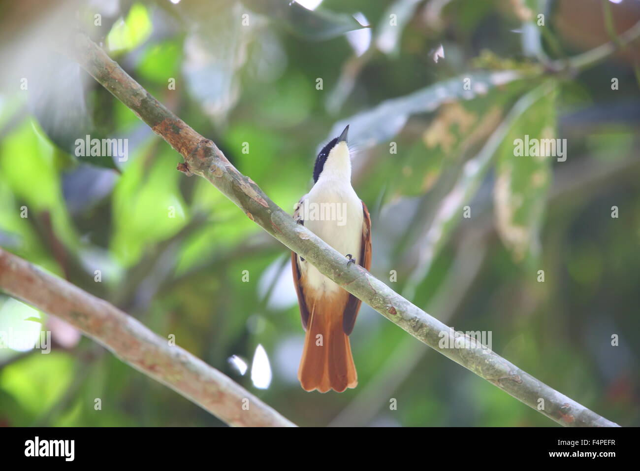 Shining flycatcher (Myiagra alecto) in Papua New Guinea Stock Photo - Alamy