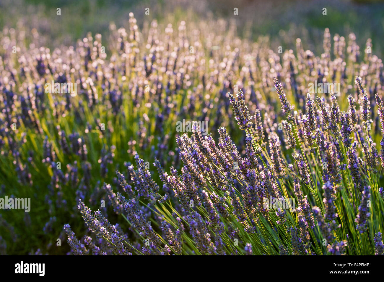 Lavandula or lavender, a typical plant of the Provence Stock Photo - Alamy