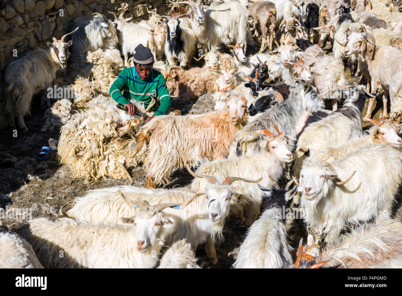 Pashmina goats ladakh shearing hi-res stock photography and images - Alamy