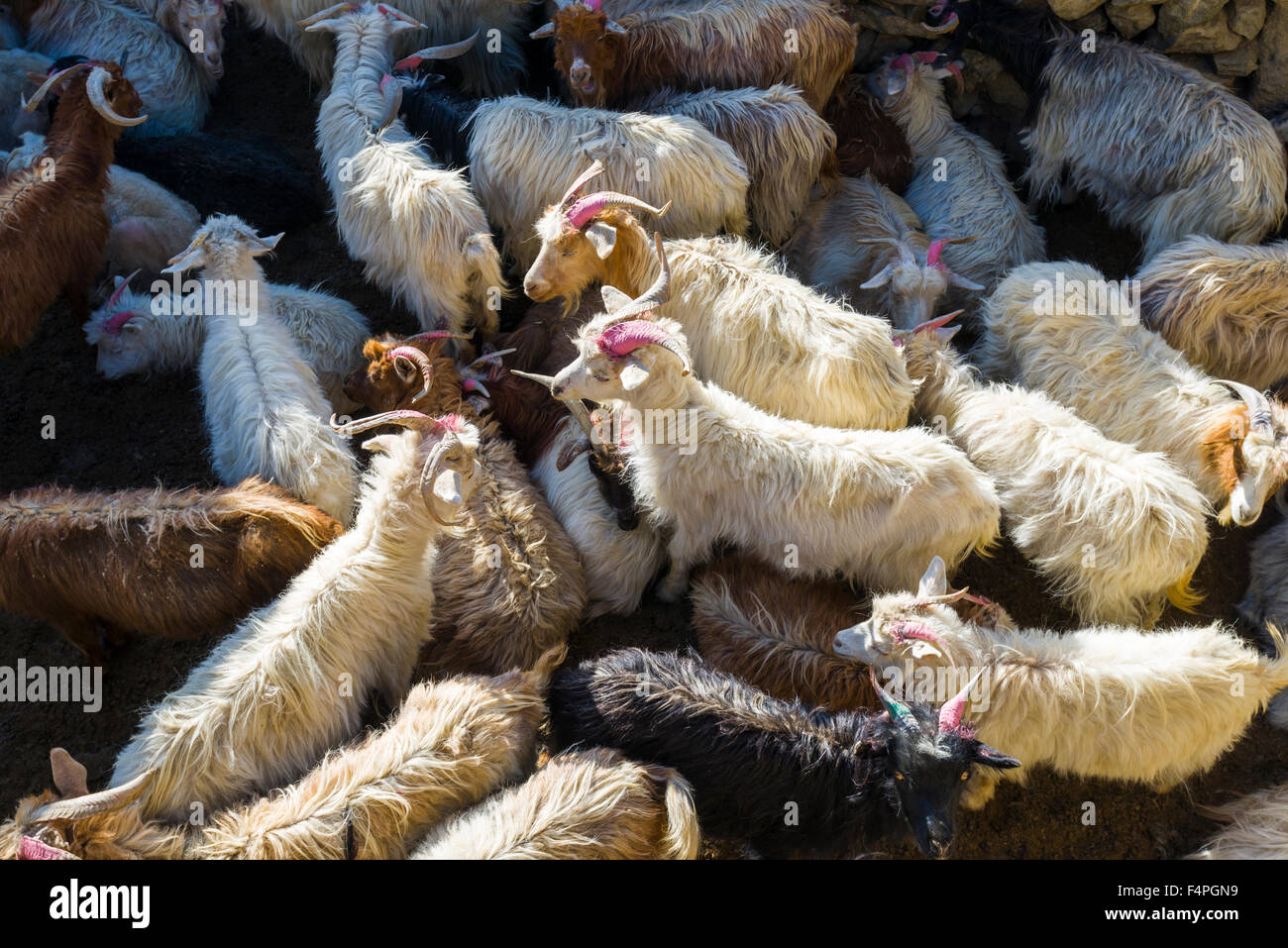 Pashmina Goats are kept in a shelter for milking and shearing at Tso ...