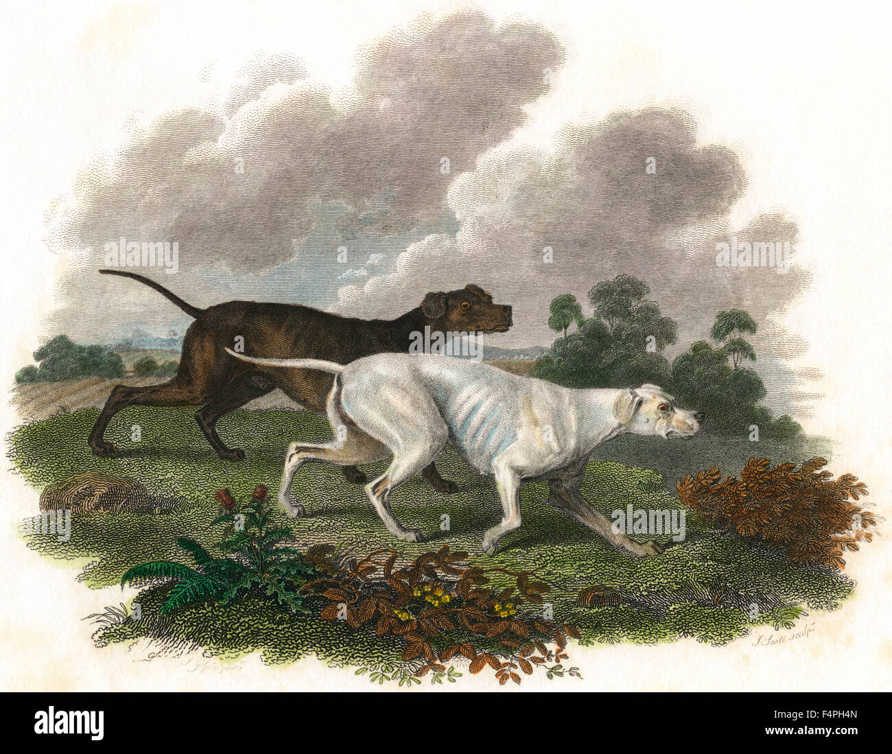 Two Dogs, Pluto and Juno, Hand-Colored Lithograph, Bunney & Gold London, 1801 Stock Photo - Alamy
