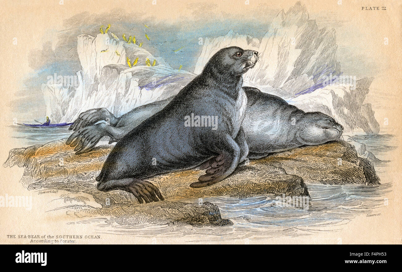 The Sea-Bear of the Southern Ocean, According to Forster, Hand-Colored ...