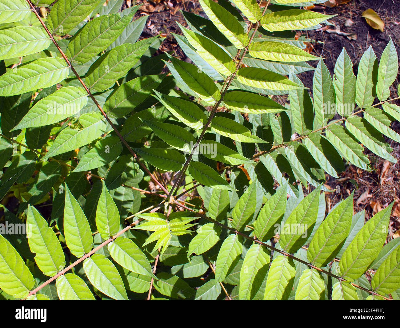 Ailanthus altissima tree hi-res stock photography and images - Alamy