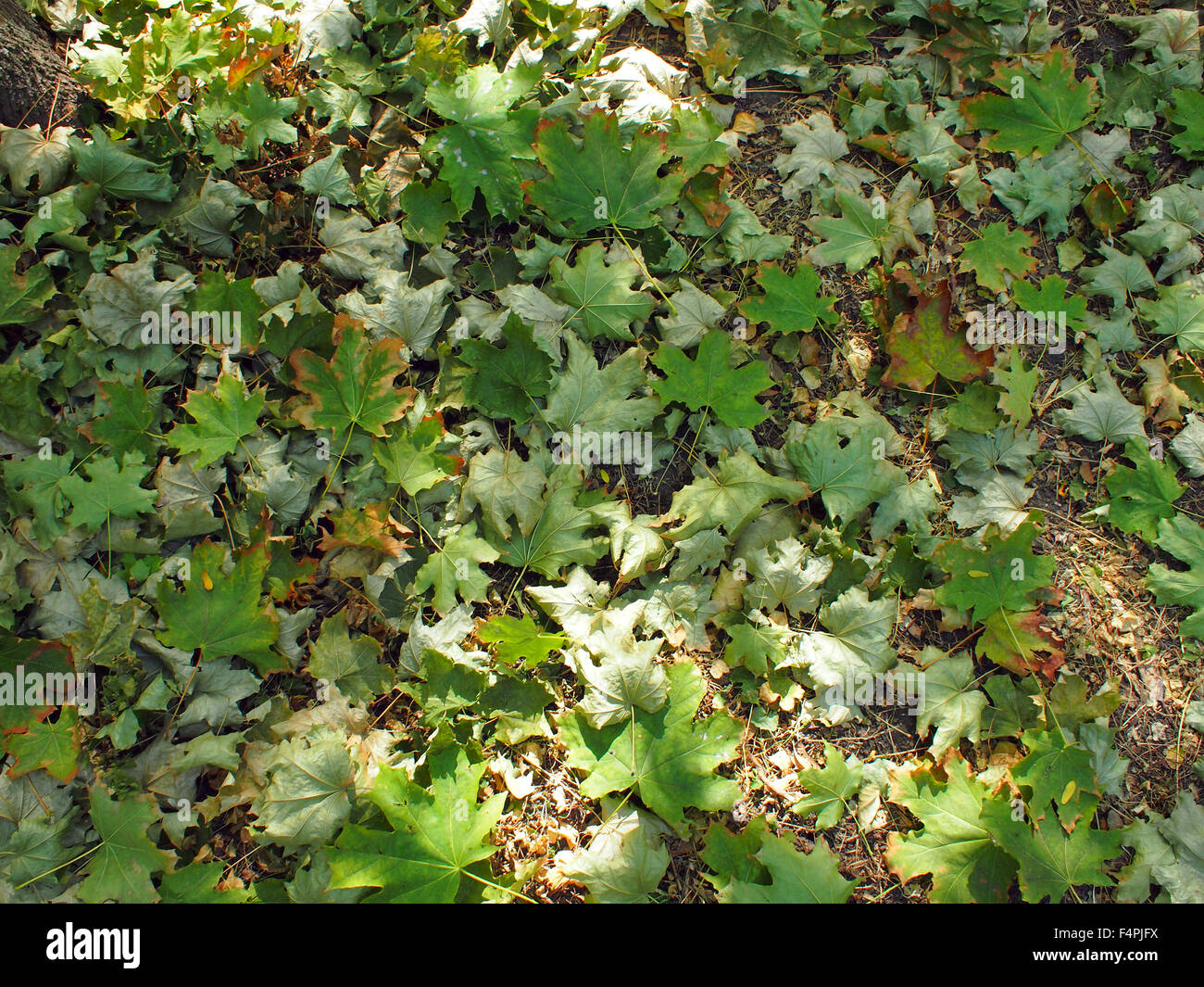 Top view of the green fallen maple leaves closeup, layer that covers ...