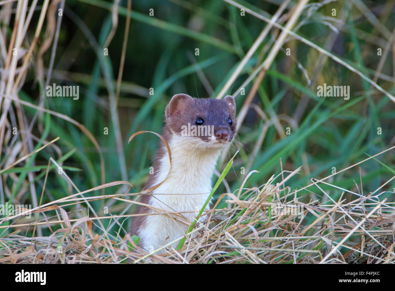 Grass banking hi-res stock photography and images - Alamy