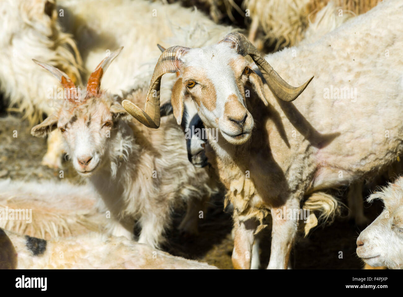 Pashmina Goats are kept in a shelter for milking and shearing at Tso ...