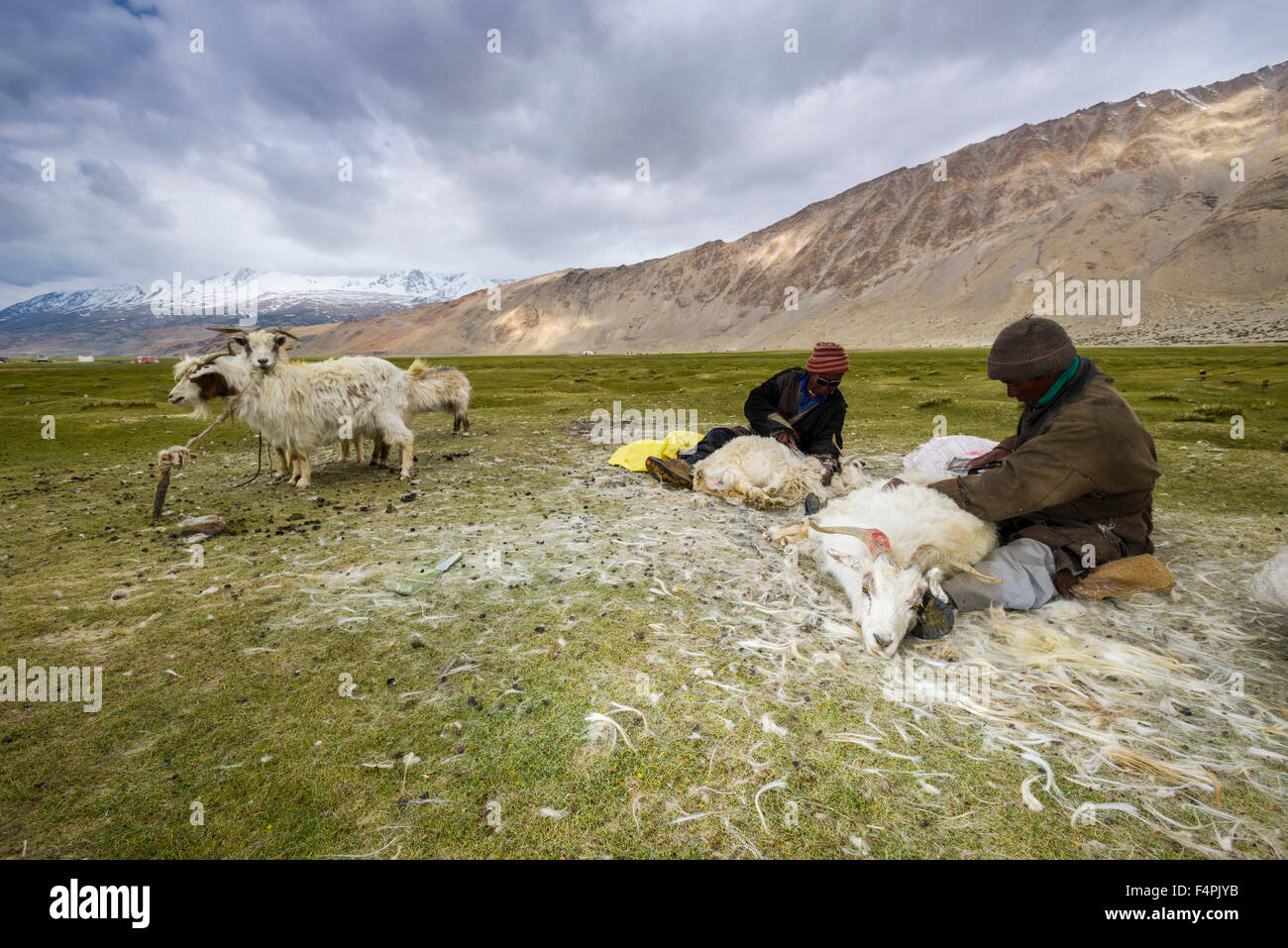 Two nomad shepherds are combing the valuable fine Pashmina wool from ...