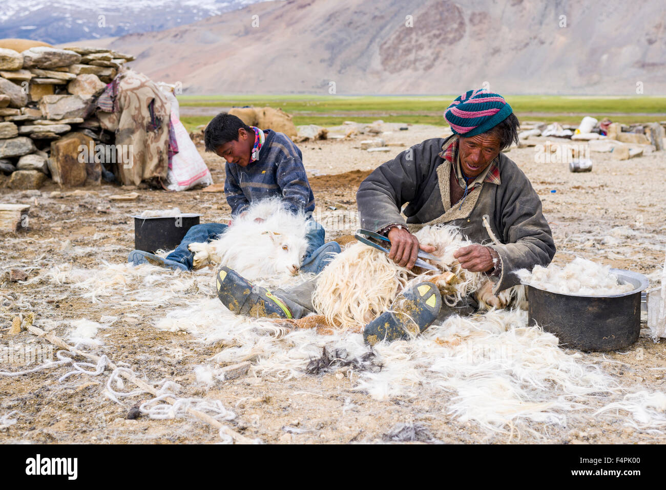 Two nomad shepherds are combing the valuable fine Pashmina wool from ...