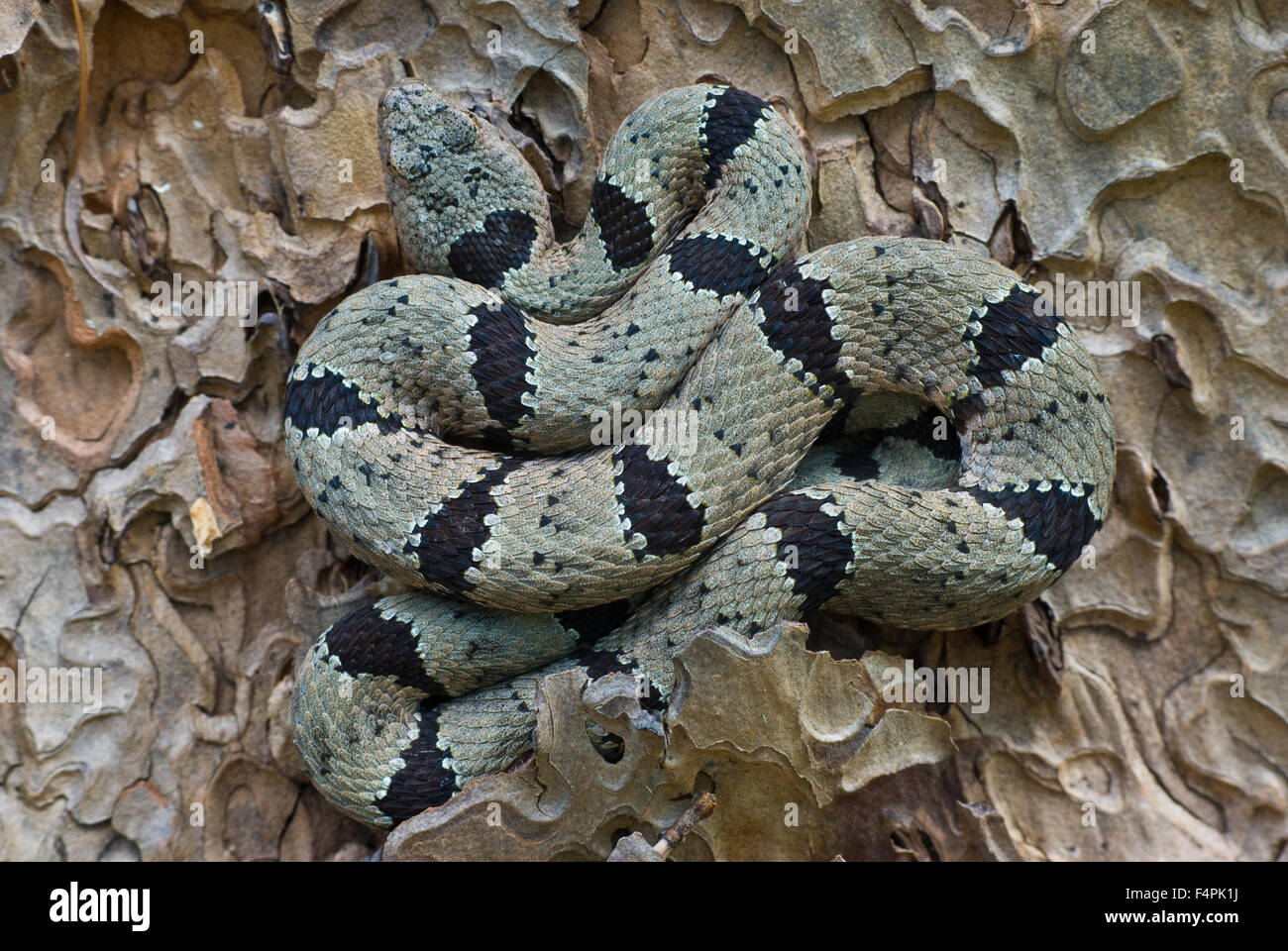 Male Banded Rock Rattlesnake, (Crotalus lepidus klauberi), Gila ...