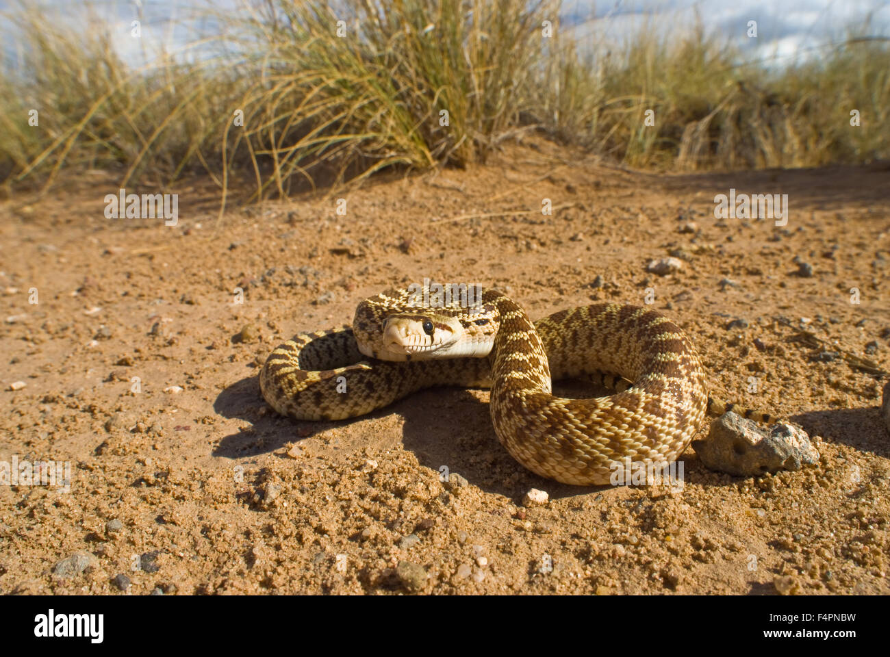 Juvenile Sonoran Gopher Snake, (Pituophis catenifer affinis), Volcanoes ...