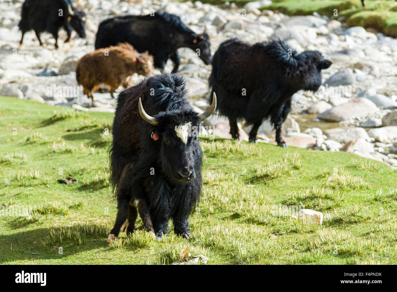 Black yaks are grazing on a green meadow in Changtang area Stock Photo ...