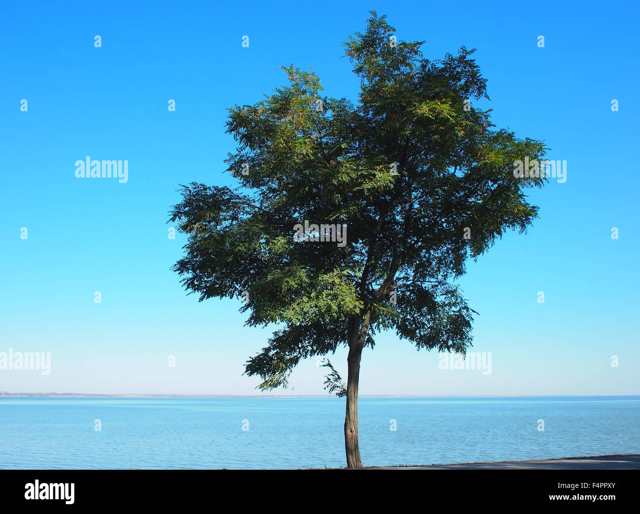 Lonely tree acacia on the shores of the sea against the blue sky Stock ...