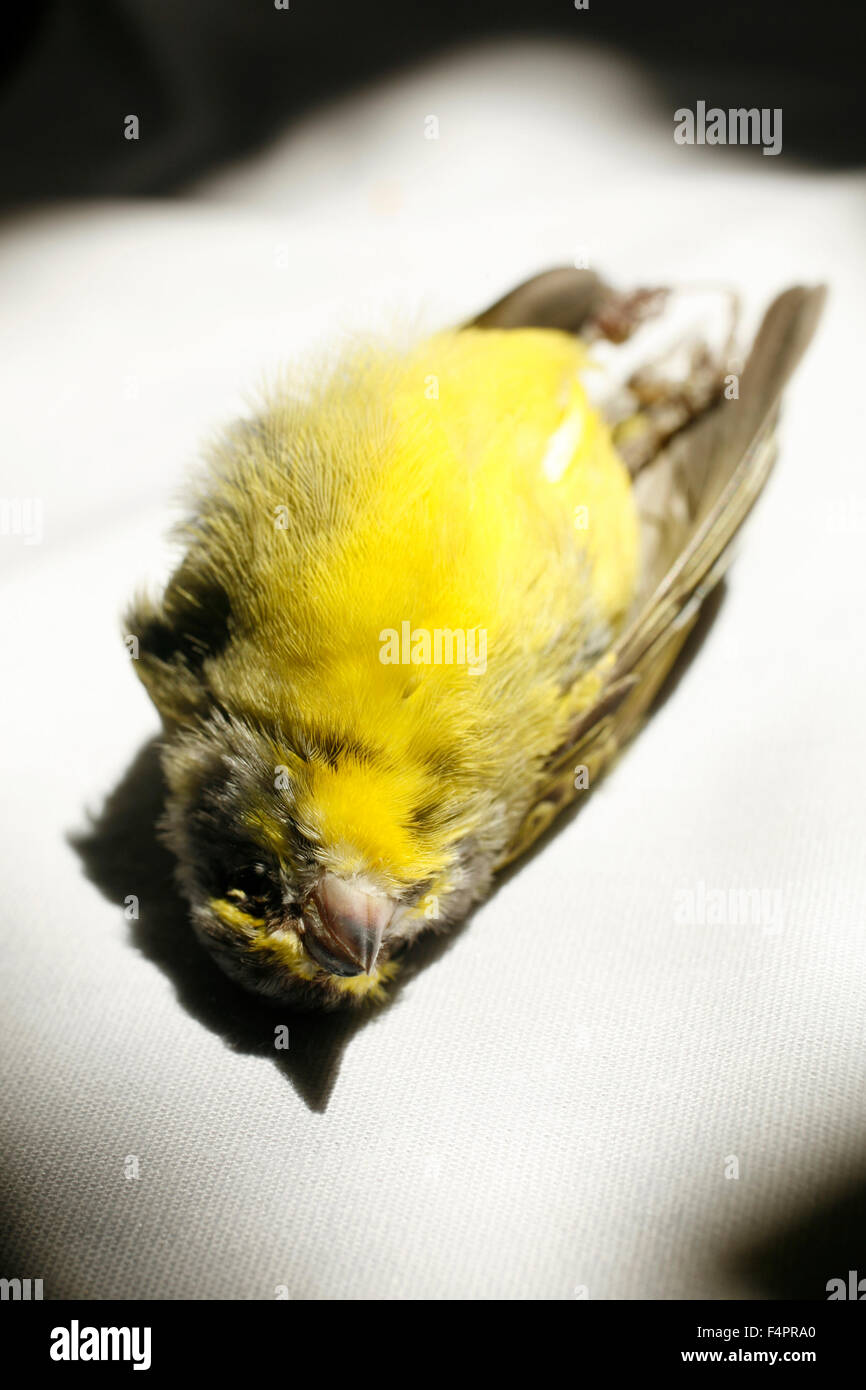 Dead green singing finch lies on its back Stock Photo - Alamy