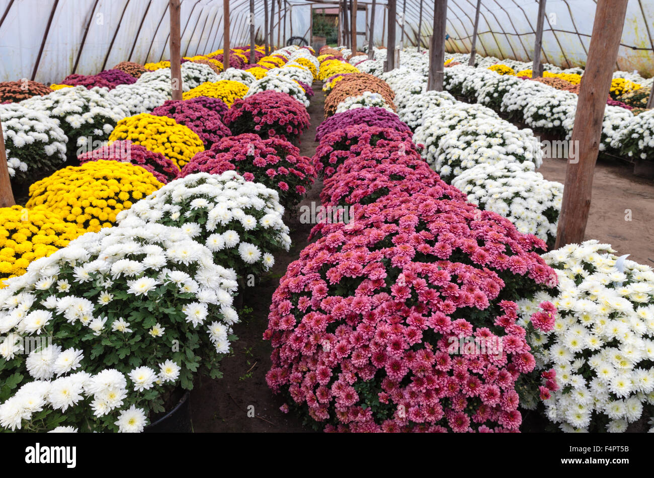White pink yellow Chrysanthemum Morifolium flowers garden in greenhouse ...