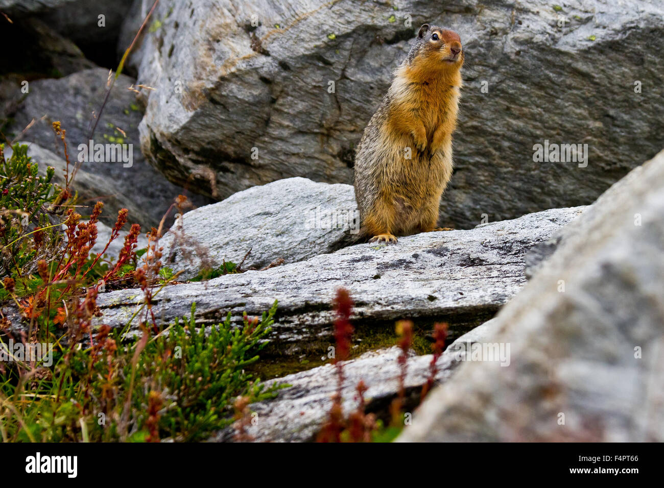 Marmot, Glacier National Park, British Colombia Stock Photo - Alamy