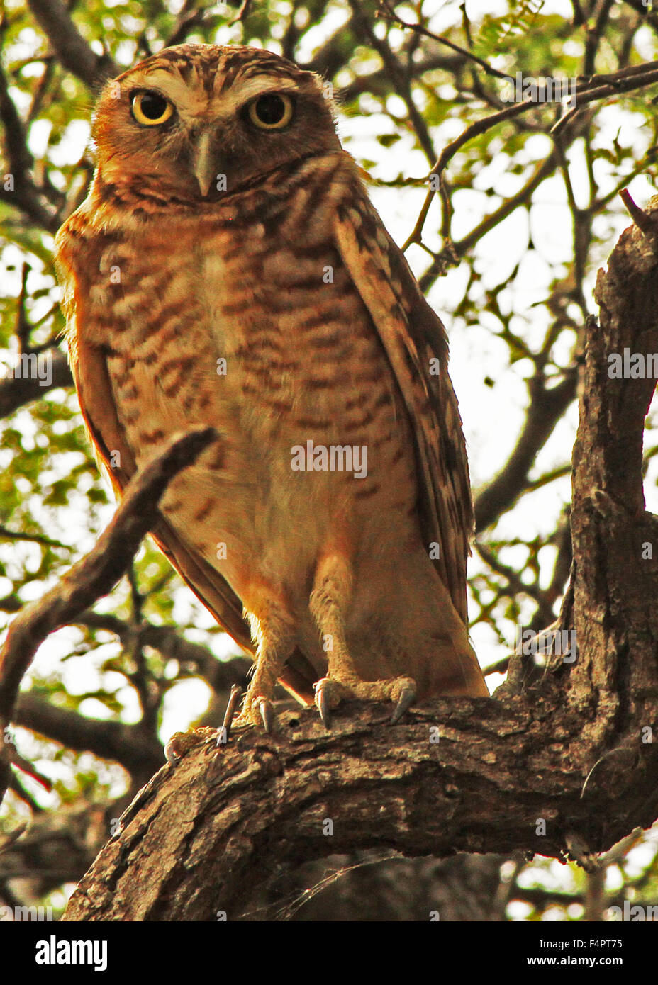 Aruban burrowing owls hi-res stock photography and images - Alamy