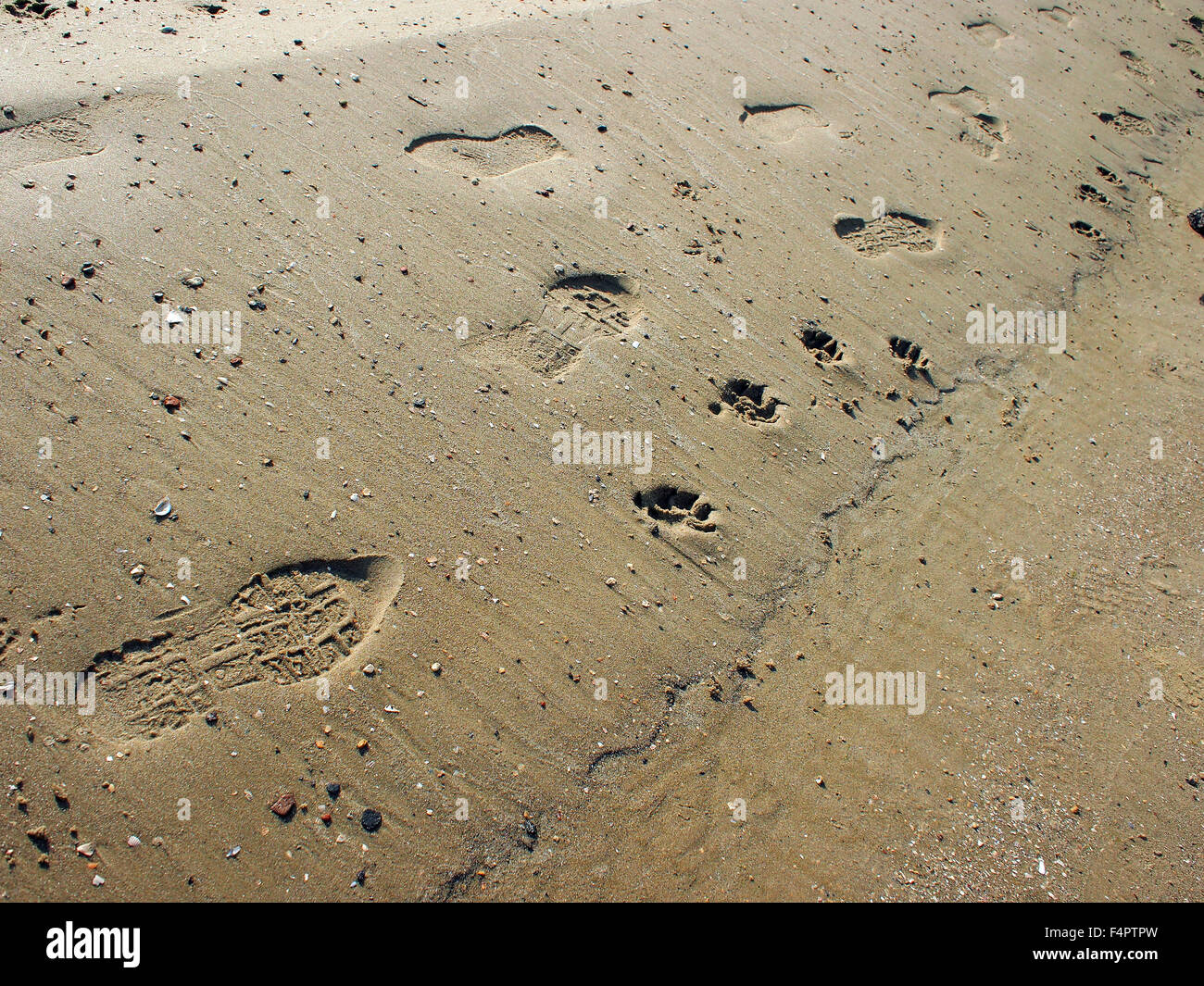 Overhead view on the wet sand at the beach with footprints shoe soles ...
