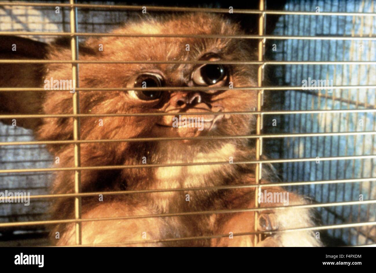 Gremlins / 1984 / directed by Joe Dante / [Warner Bros. Pictures ...