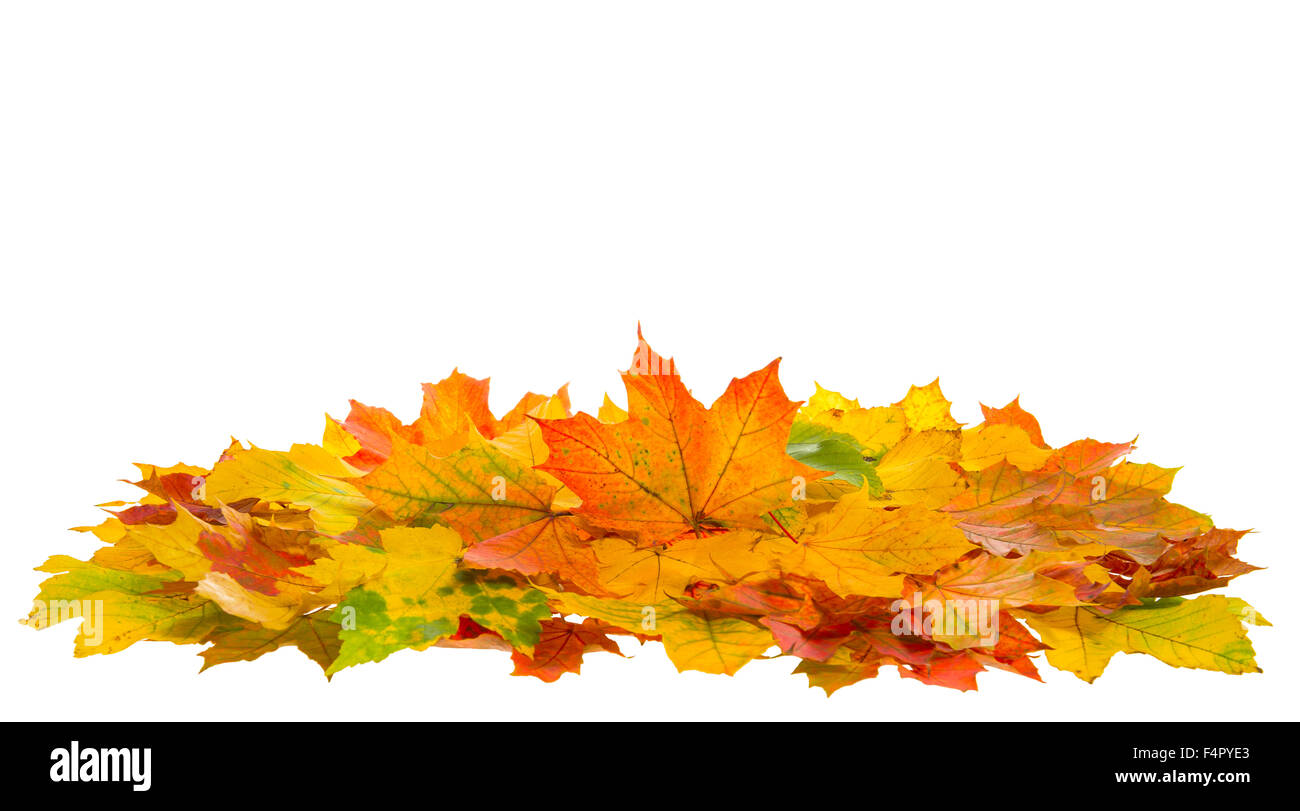 Autumn red and yellow maple leaves isolated on white background Stock ...