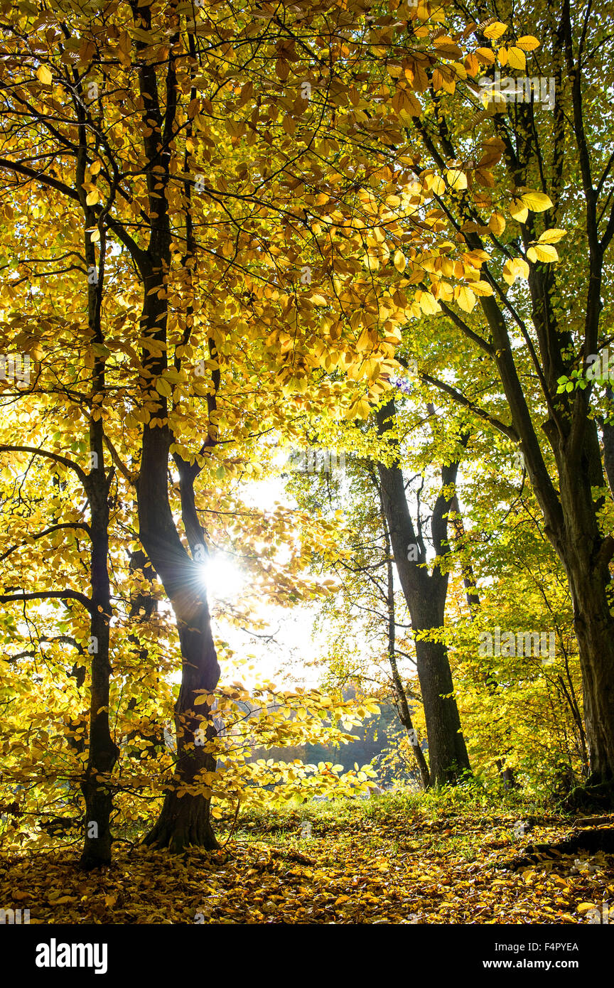 Fall in a park. Beautiful autumn forest landscape. Indian summer Stock ...