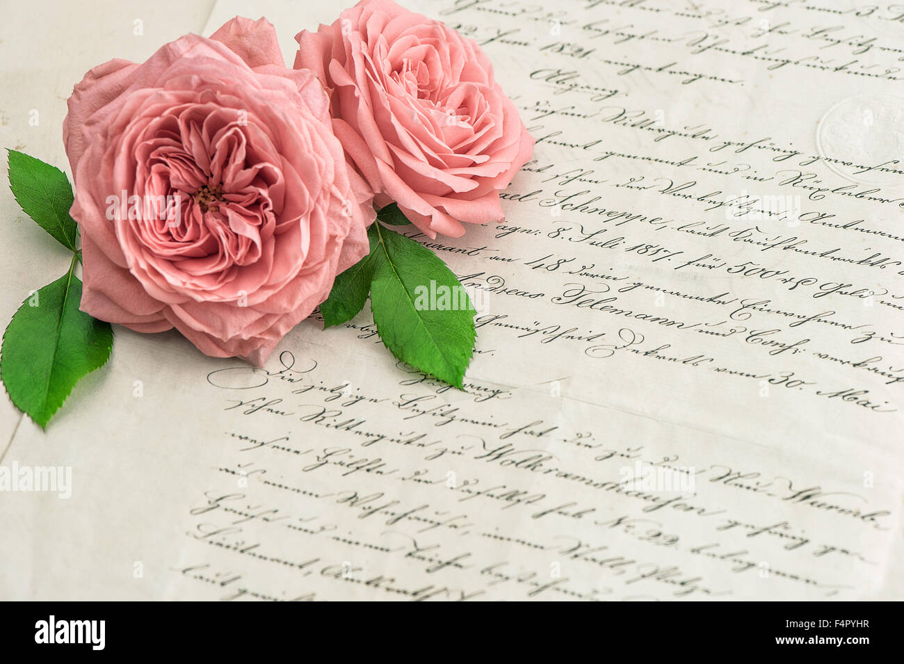 Pink rose flowers over antique handwritten letter. Vintage paper ...
