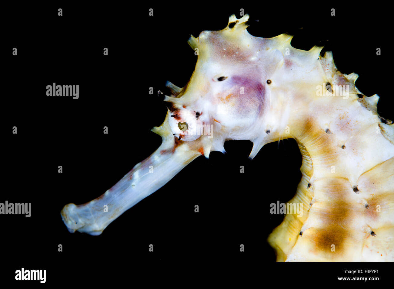 Side on CLose up of Sea Horse Head Isolated on Black Background Stock ...